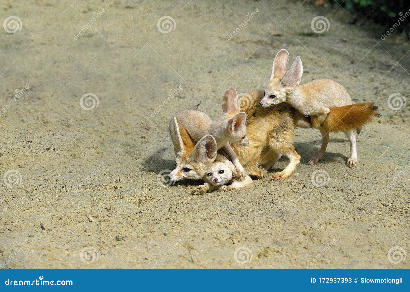 FENNEC fennecus zerda stock image. Image of fennec, canidae - 172937393