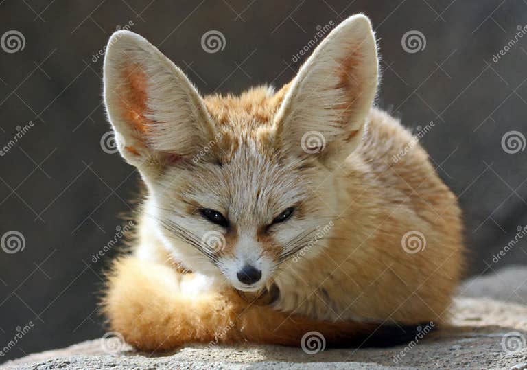 Fennec Fox stock image. Image of frontal, hunter, beast - 13253919
