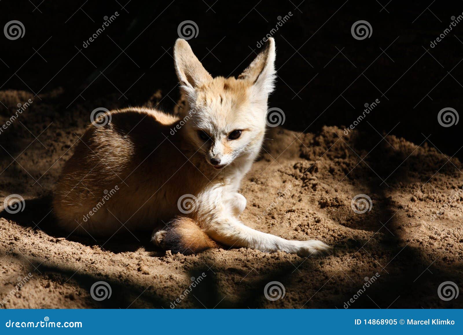Fennec fox stock image. Image of zerda, wallpaper, curious - 14868905