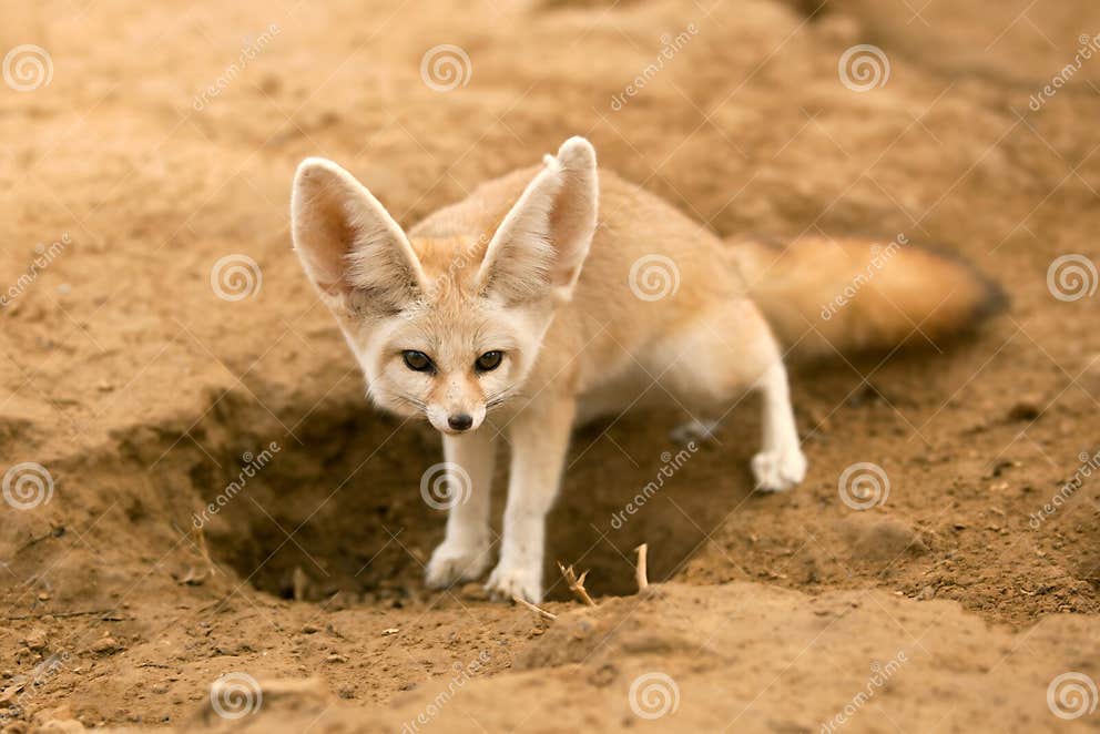 Fennec fox stock photo. Image of front, frontal, animal - 17995378
