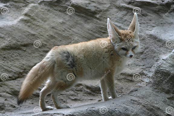 Fennec Fox 2 stock photo. Image of nature, wild, foxes - 755080