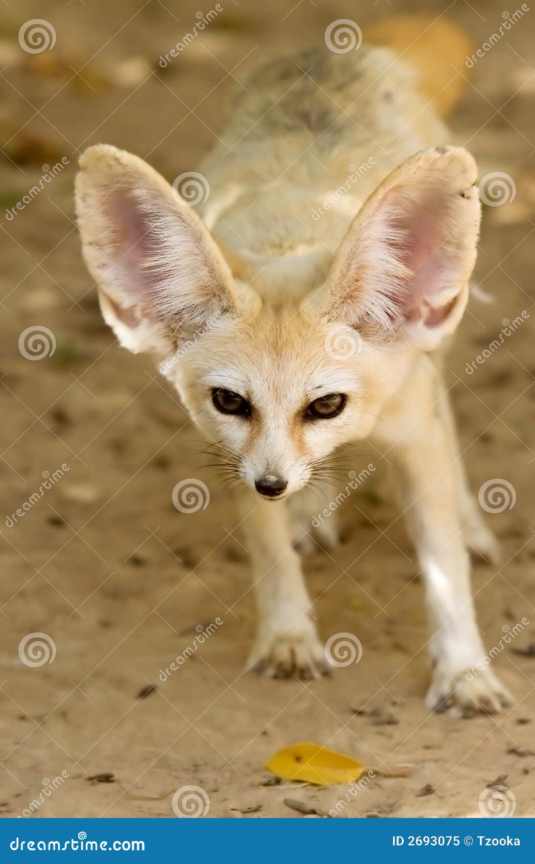 Fennec fox stock image. Image of fromtal, wildlife, orange - 2693075
