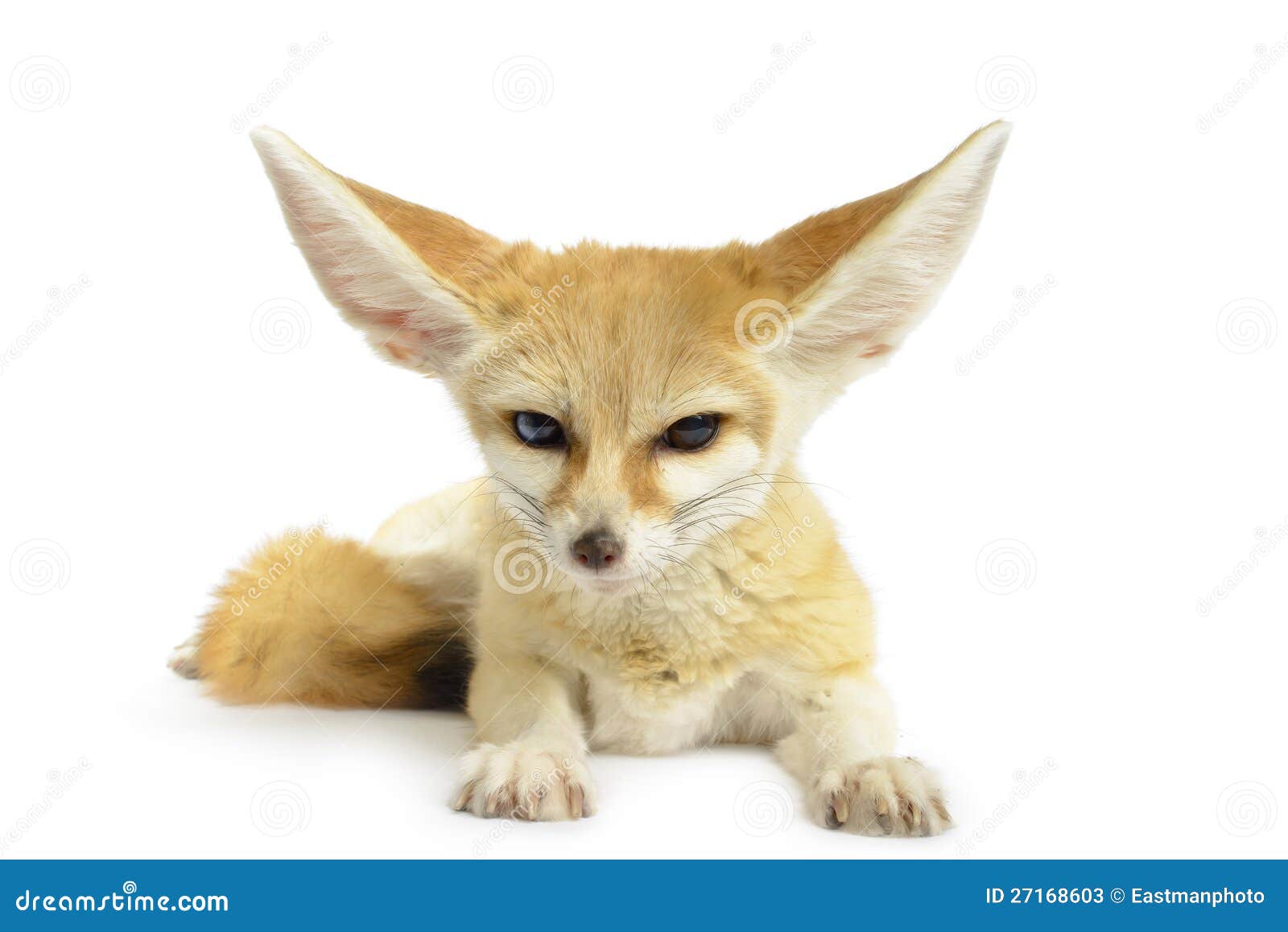 Fennec Fox Stock Photos - Image: 27168603