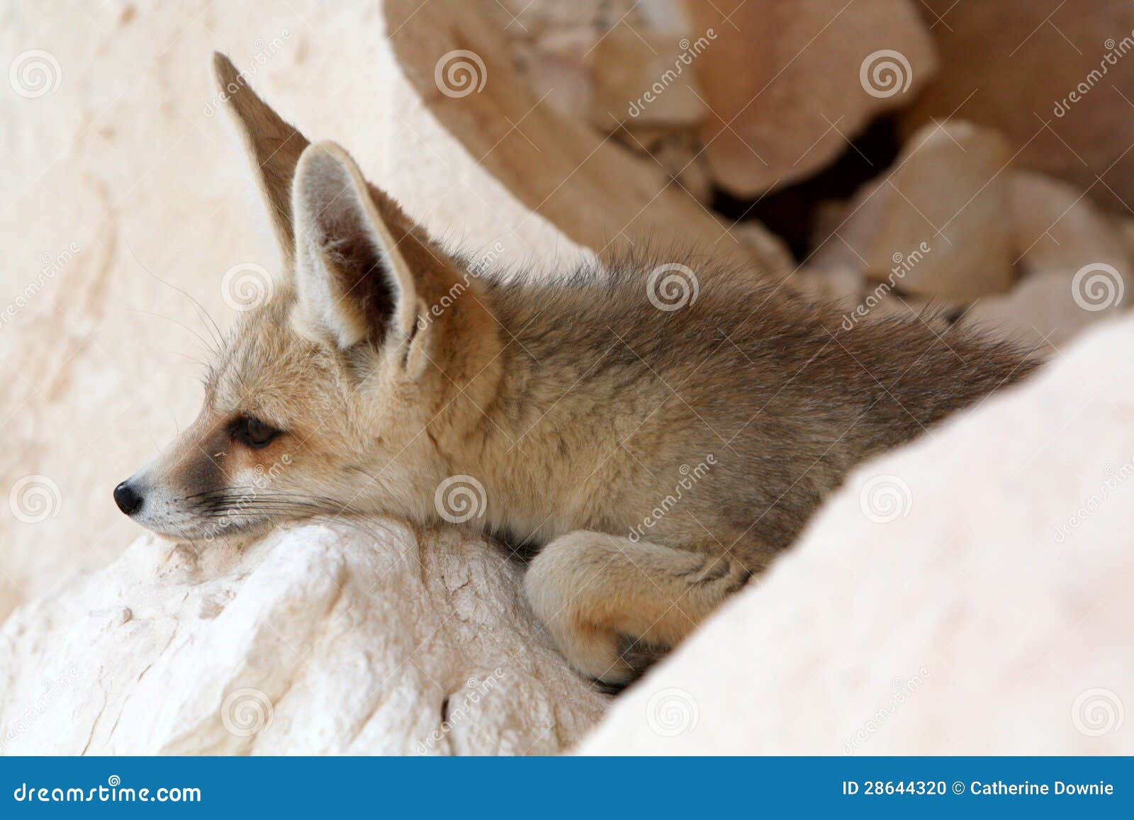 A Fennec Fox stock photo. Image of pelt, hunt, mammal - 28644320