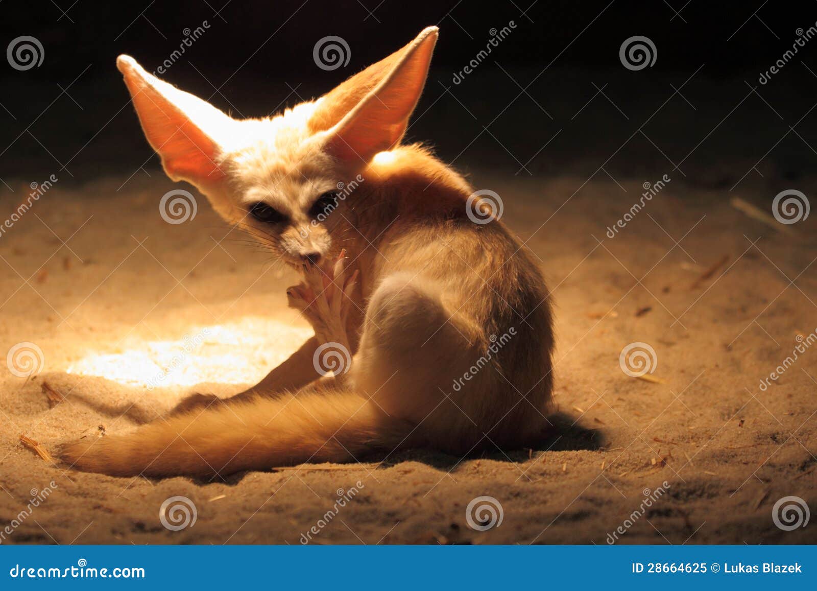 Fennec fox stock image. Image of nocturnal, sitting, zerda - 28664625