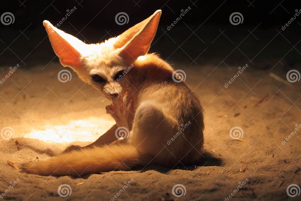 Fennec fox stock image. Image of nocturnal, sitting, zerda - 28664625