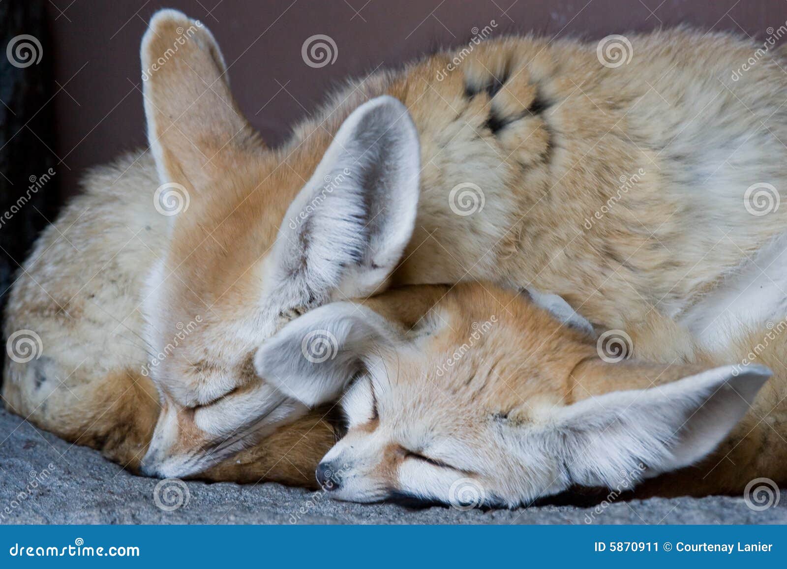 Fennec Fox stock image. Image of fennic, cuddle, desert - 5870911