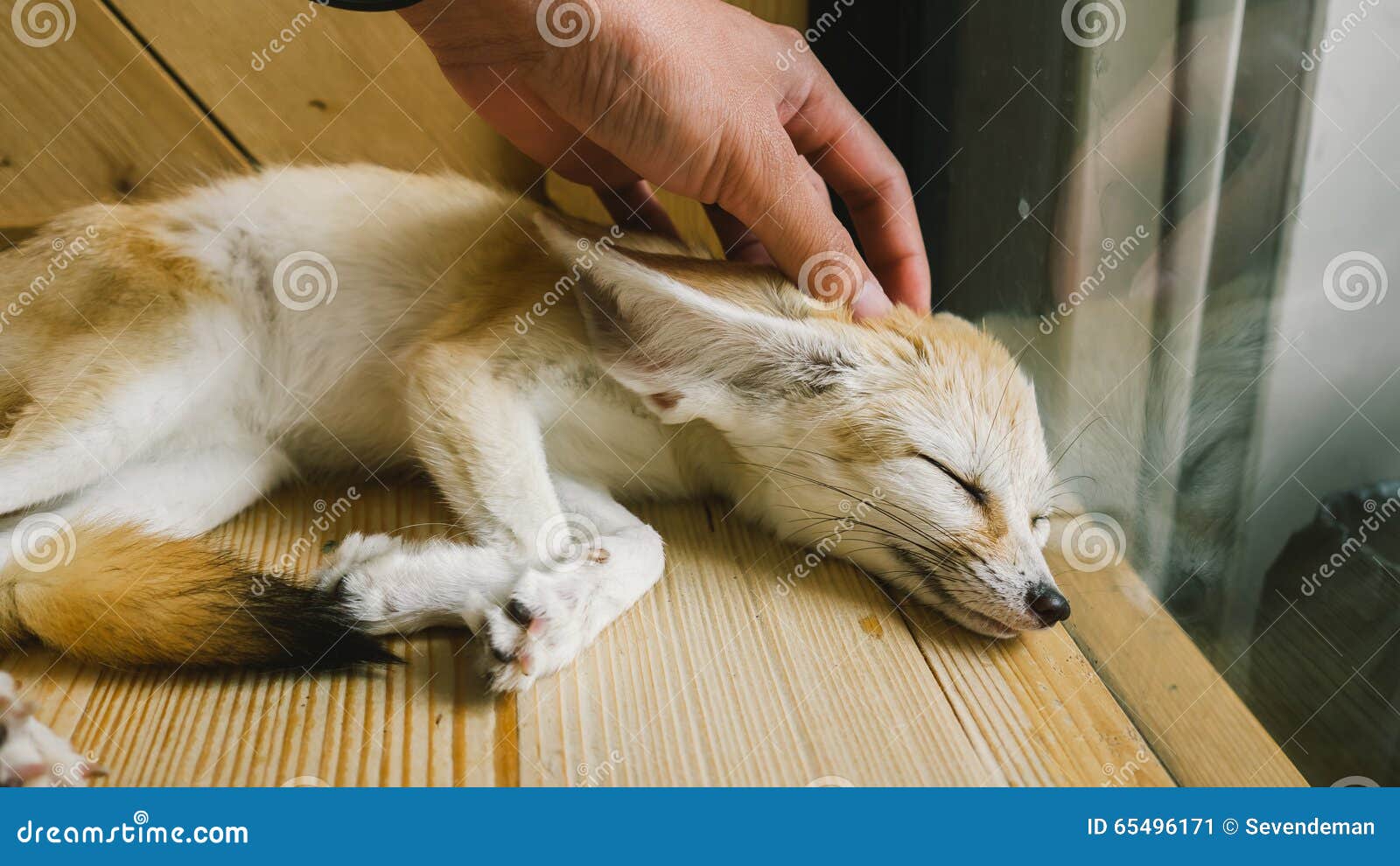 Fennec fox as a pet. stock image. Image of thailand, cute - 65496171
