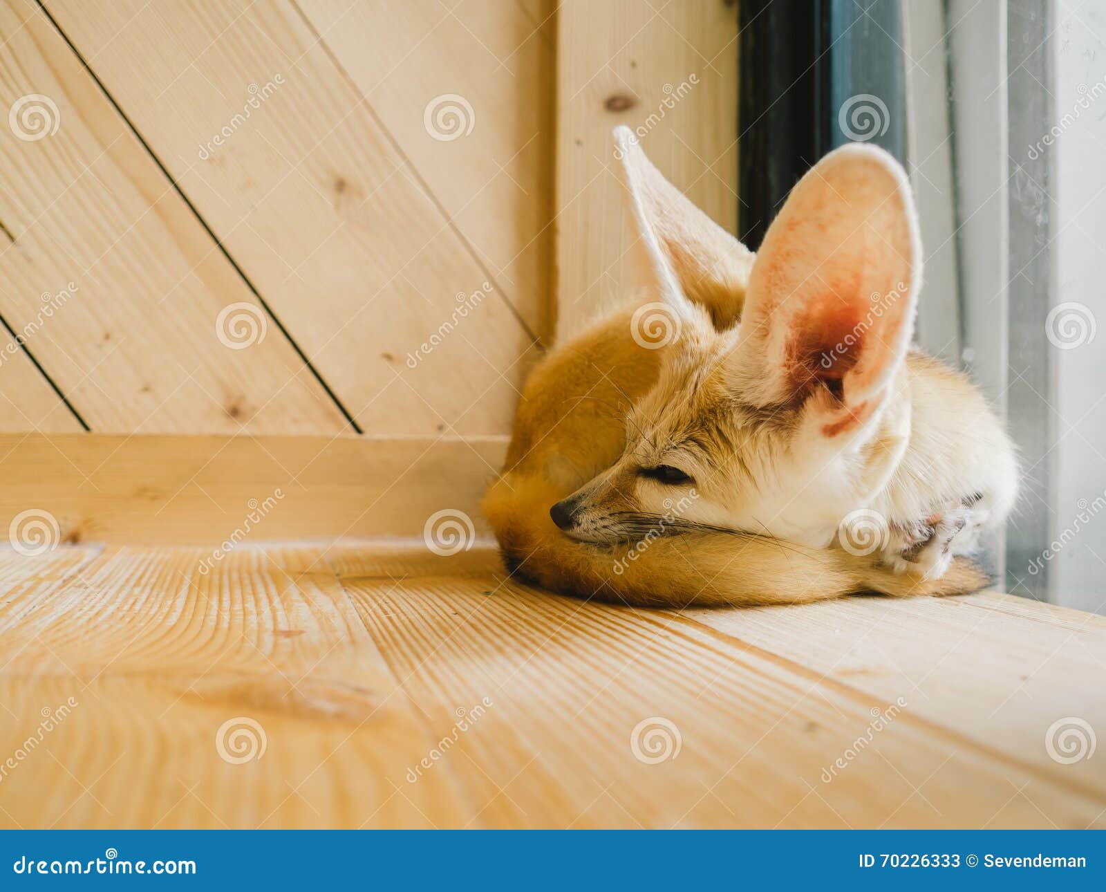 Fennec fox as a pet. stock image. Image of africa, horizontal - 70226333