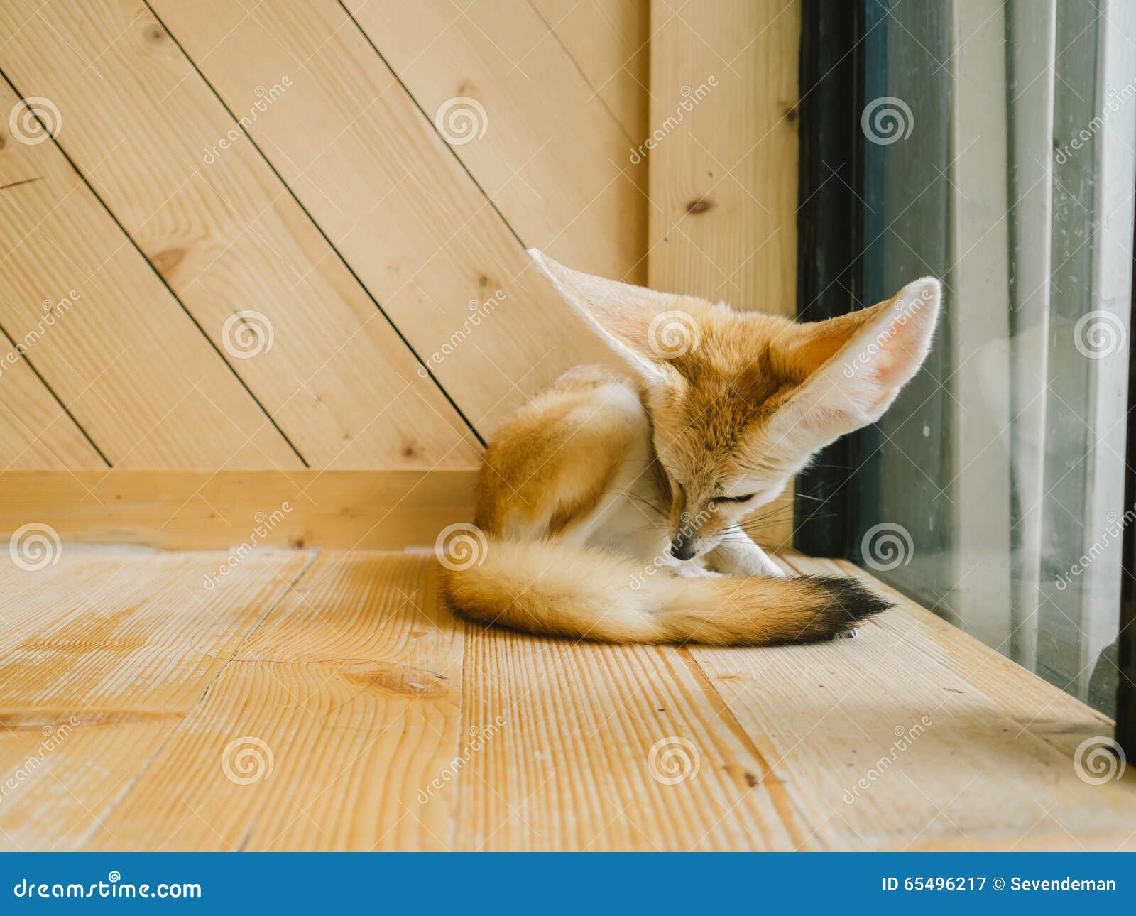 Fennec fox as a pet. stock image. Image of mammal, predator - 65496217