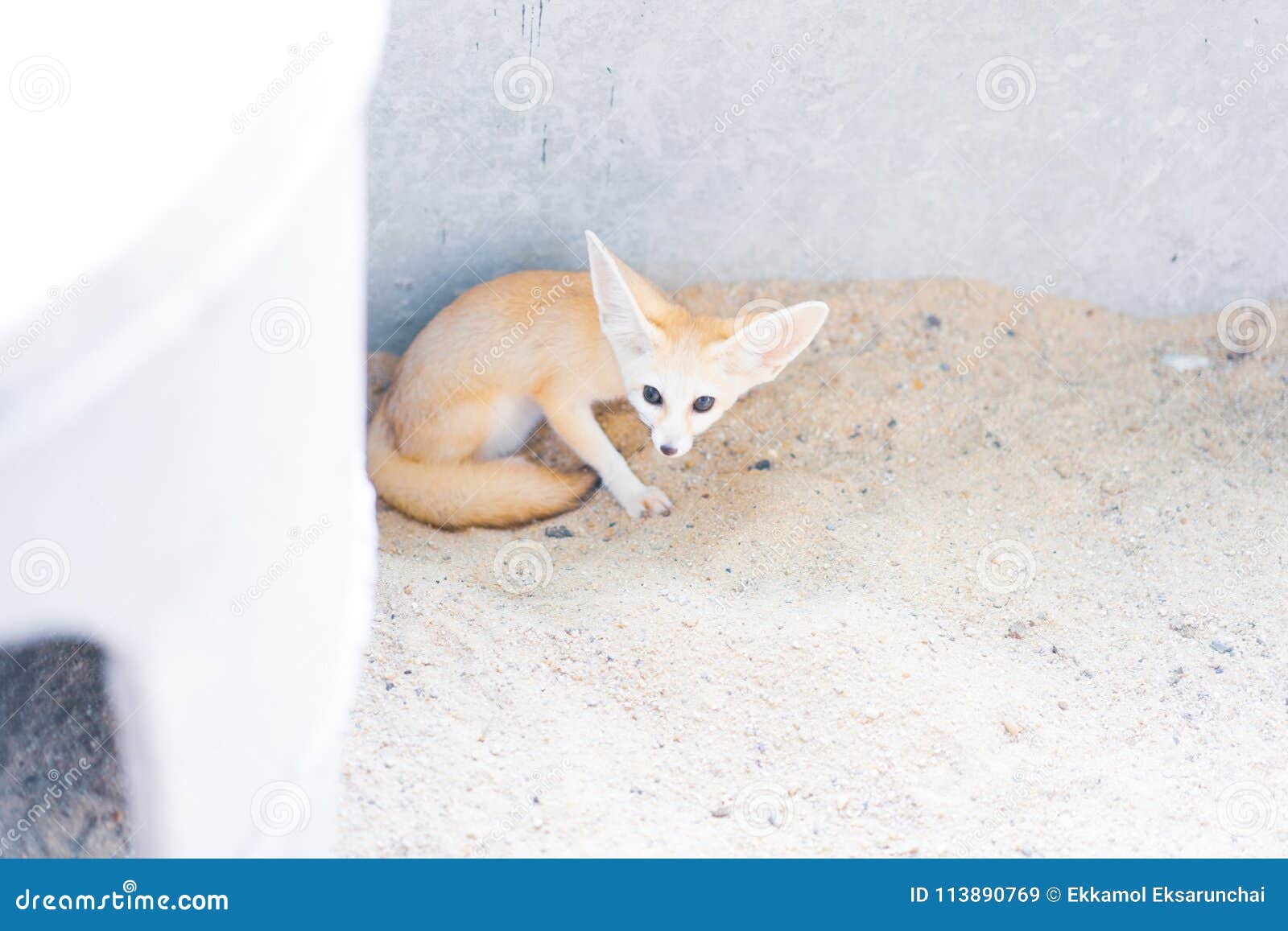 A Fennec Fox Awares Danger Around. Stock Image - Image of landscape ...