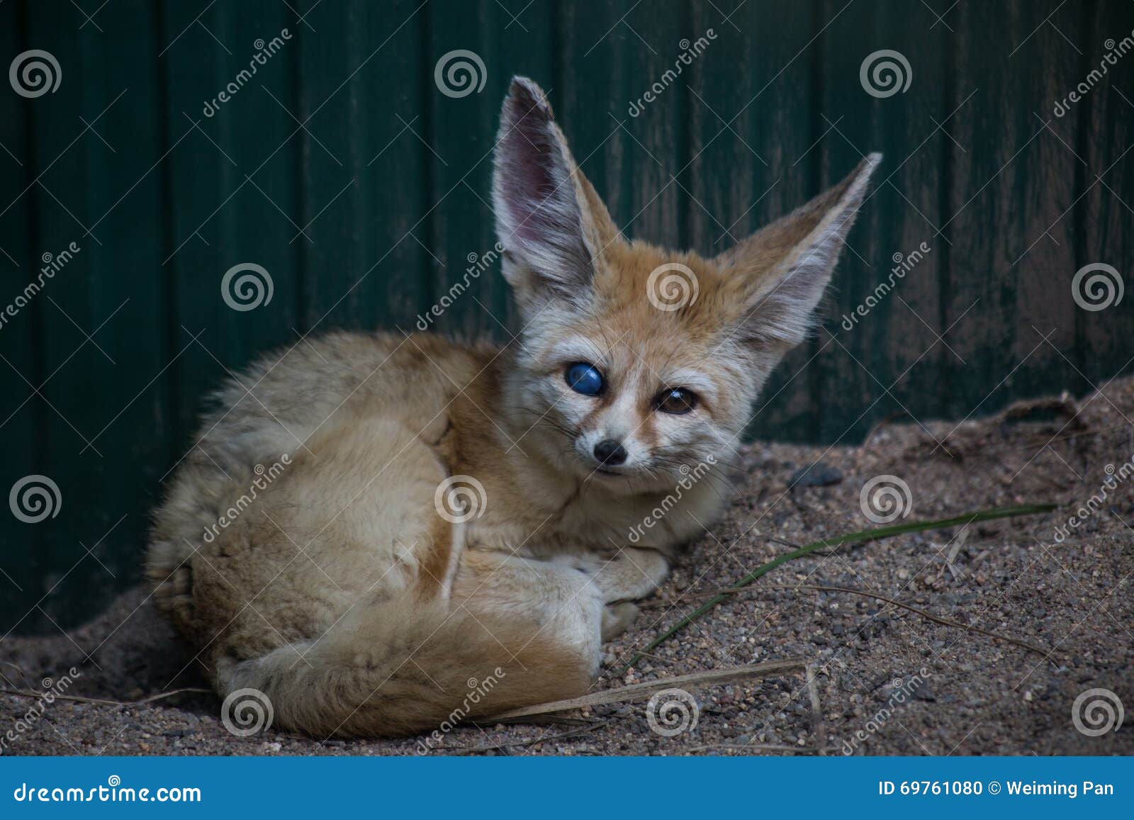 Fennec Fox stock photo. Image of beautiful, happy, eyes - 69761080
