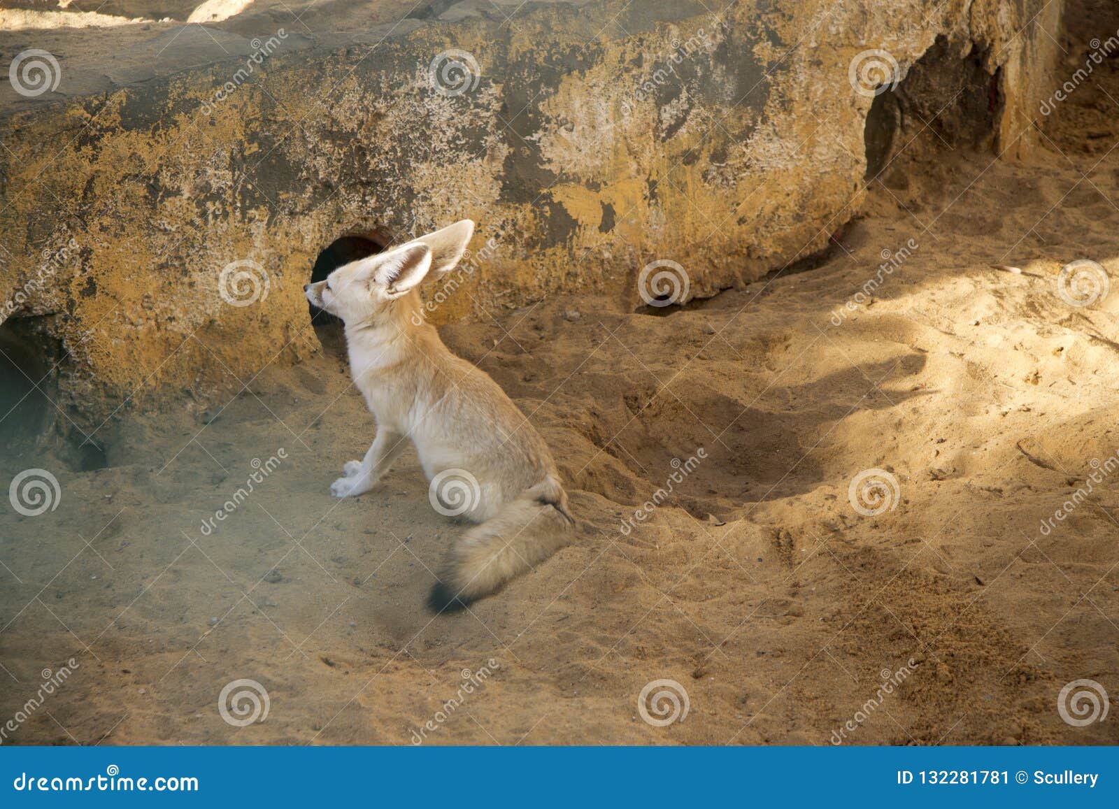 Fennec Fox with Big Ears Vulpes Zerda Stock Image - Image of fauna ...