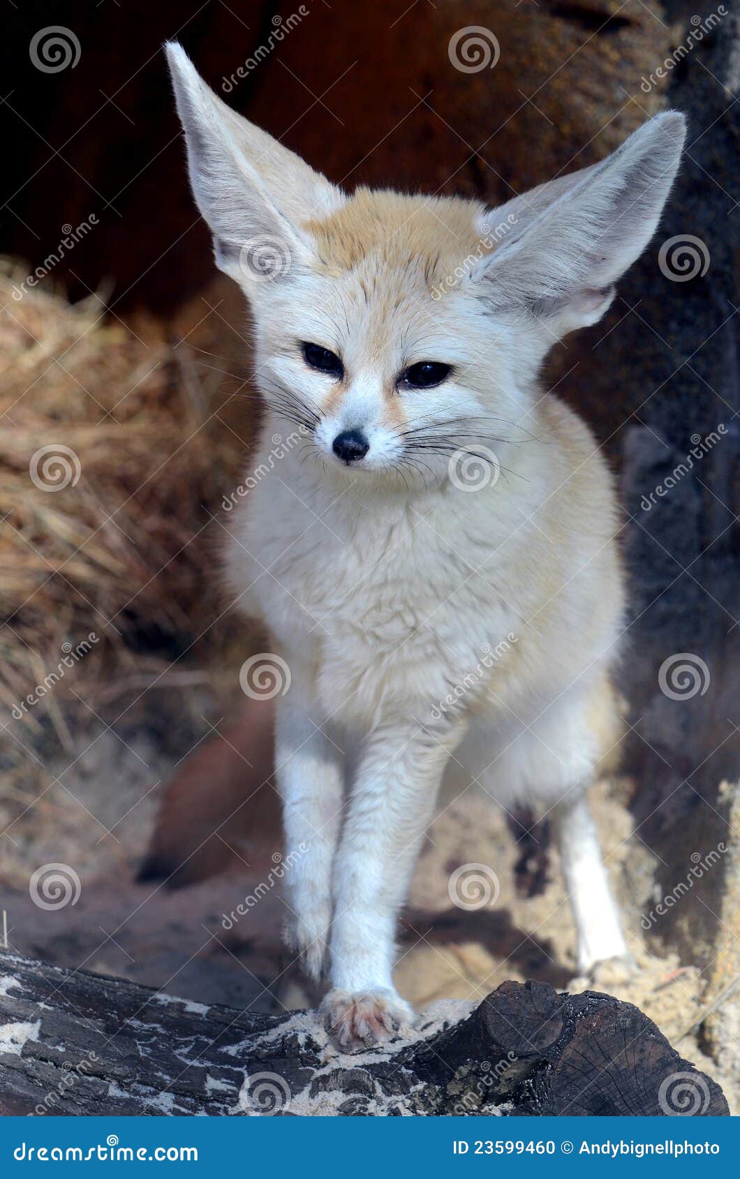Fennec Fox Close-up stock photo. Image of fennec, african - 23599460