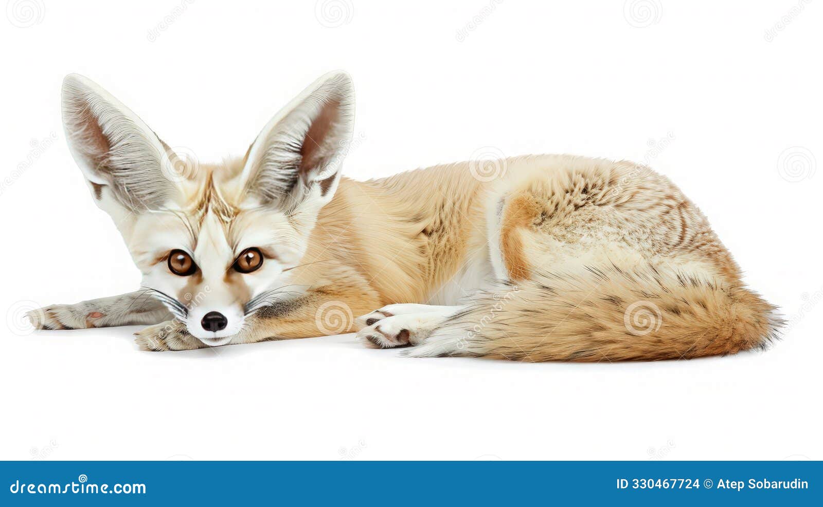 Fennec Fox Close-up stock photo. Image of background - 330467724