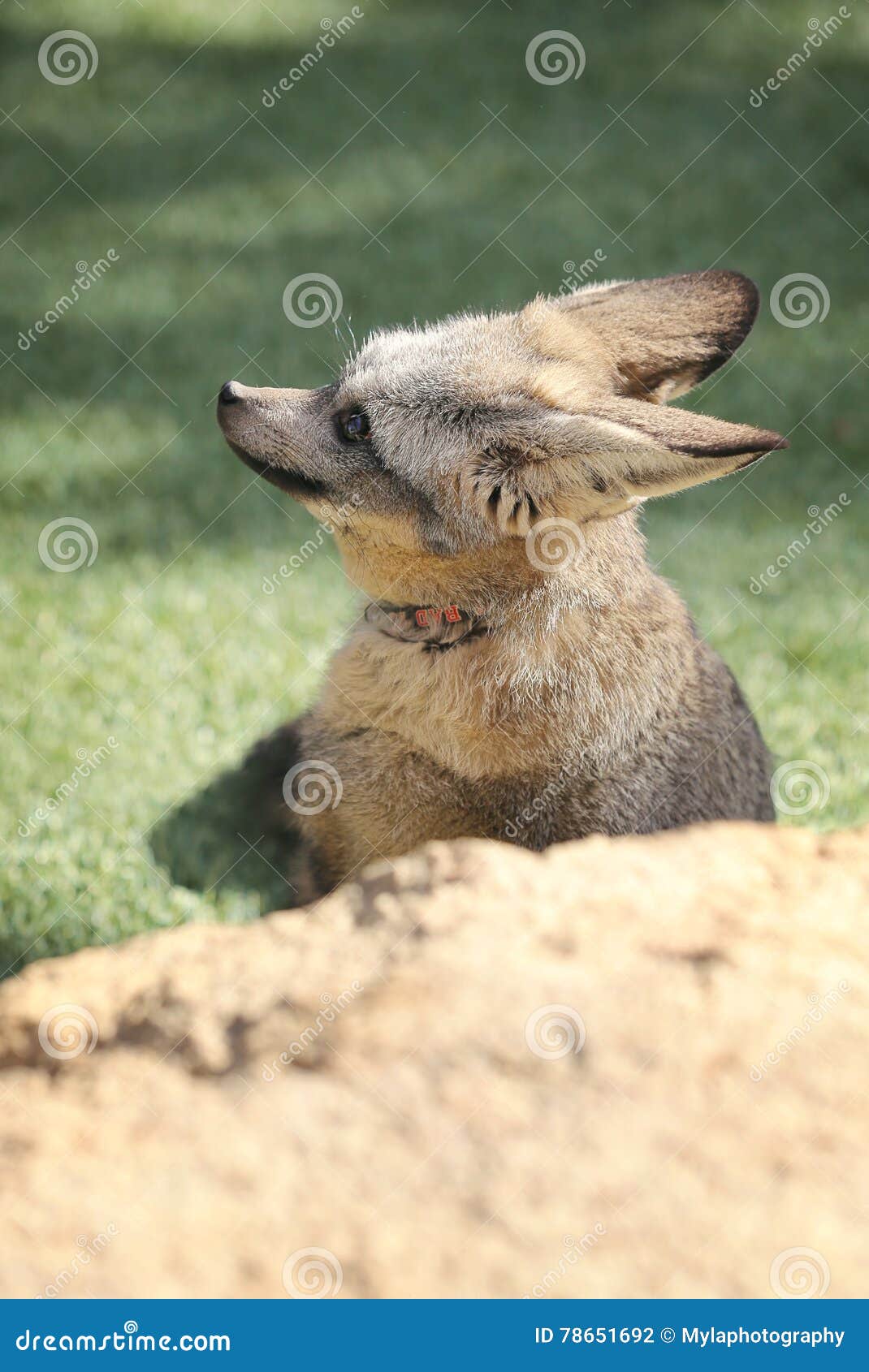 Fennec Fox stock photo. Image of africa, adorable, nocturnal - 78651692