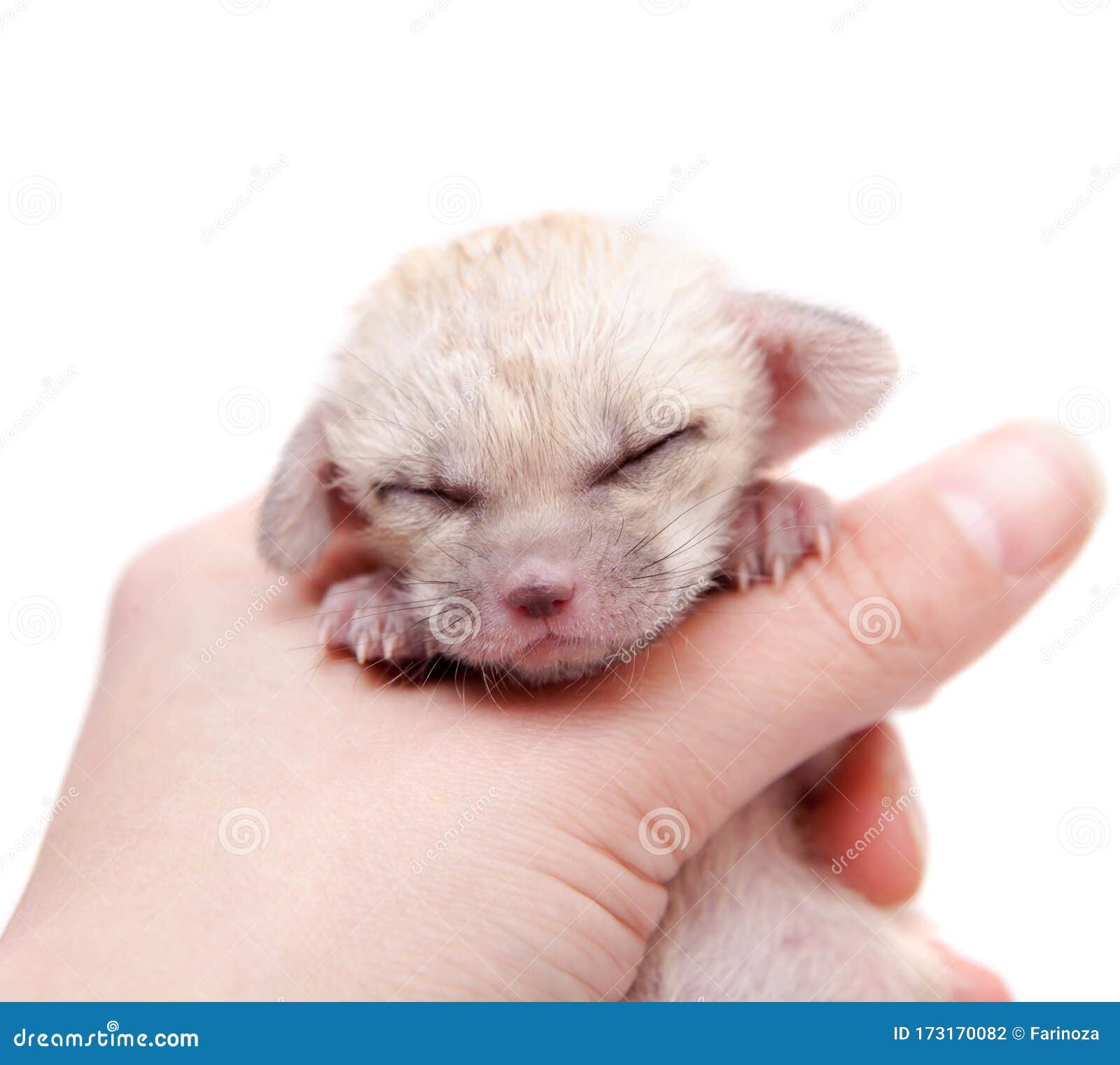 The Fennec Fox Cub, 2 Weeks Old, on White Stock Photo - Image of shot ...