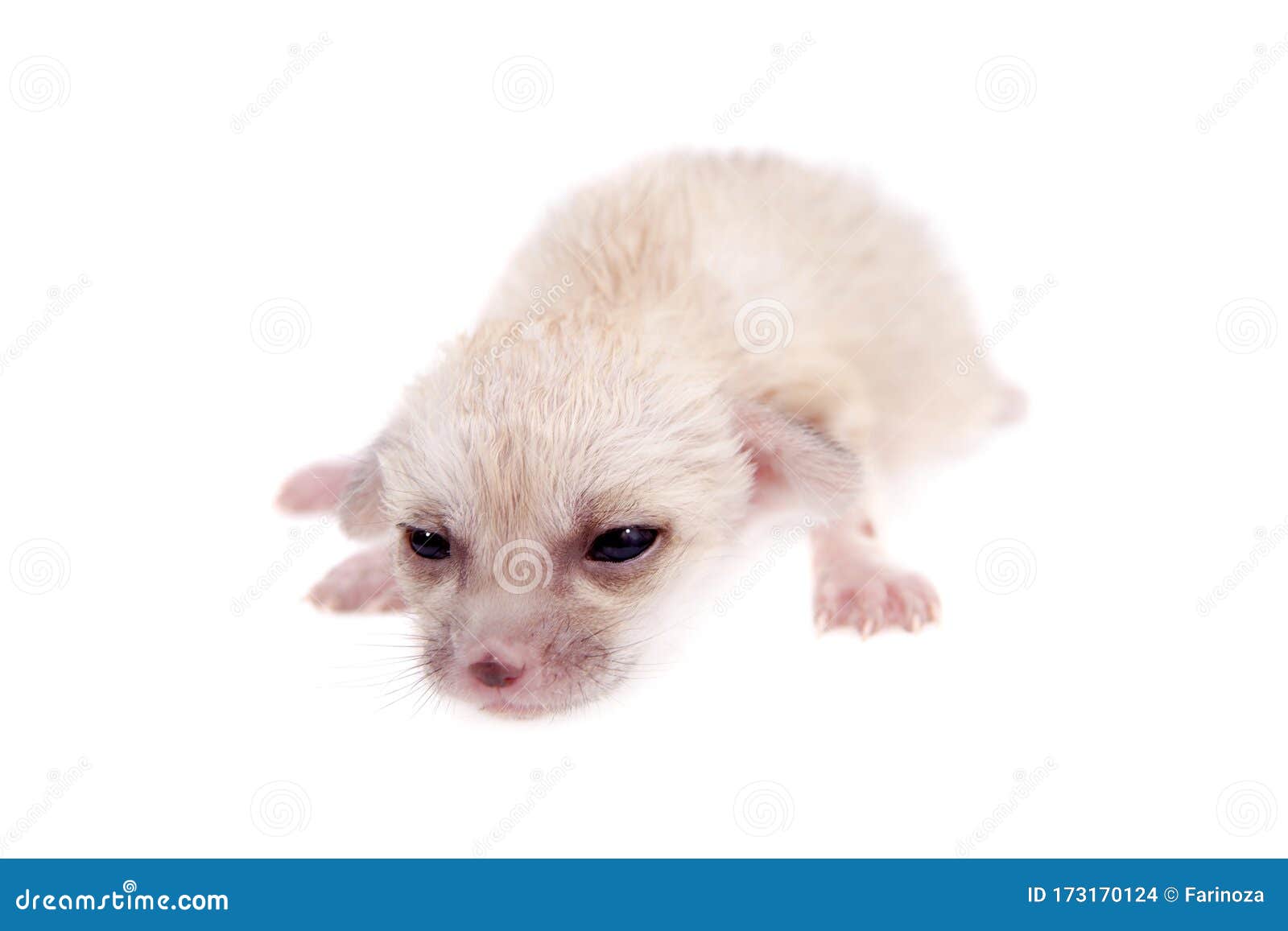 The Fennec Fox Cub, 2 Weeks Old, on White Stock Photo - Image of ...