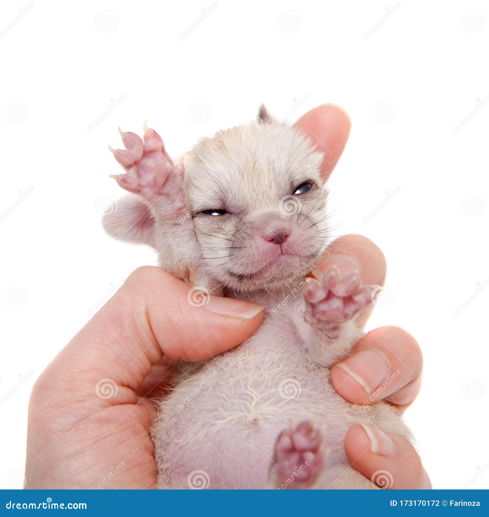 The Fennec Fox Cub, 2 Weeks Old, on White Stock Photo - Image of pretty ...