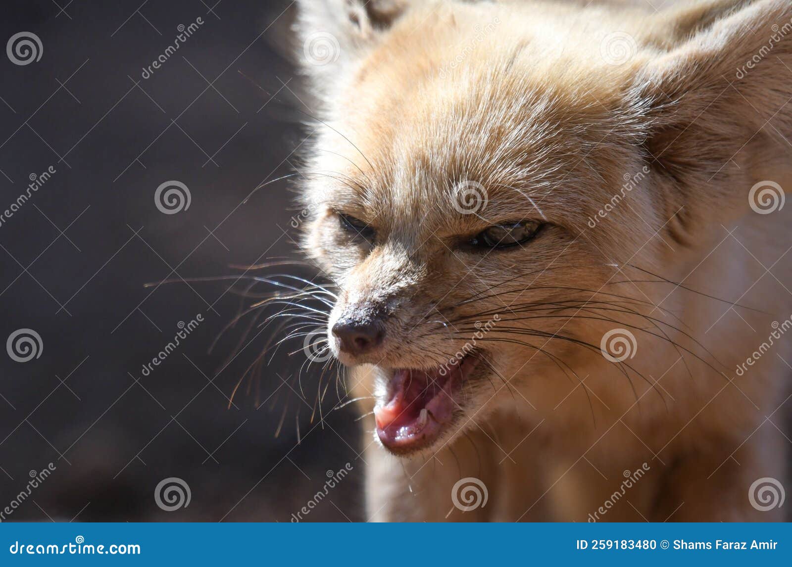 Baby Fennec Fox In Steel Cage Stock Photo | CartoonDealer.com #43489782