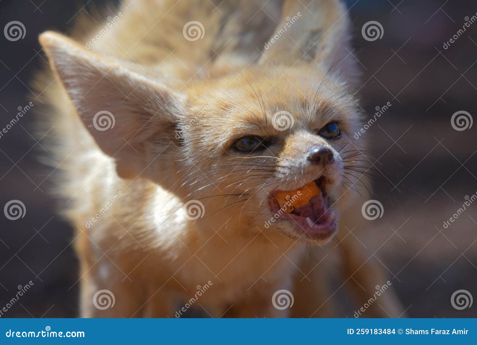 Baby Fennec Fox In Steel Cage Stock Photo | CartoonDealer.com #43489782