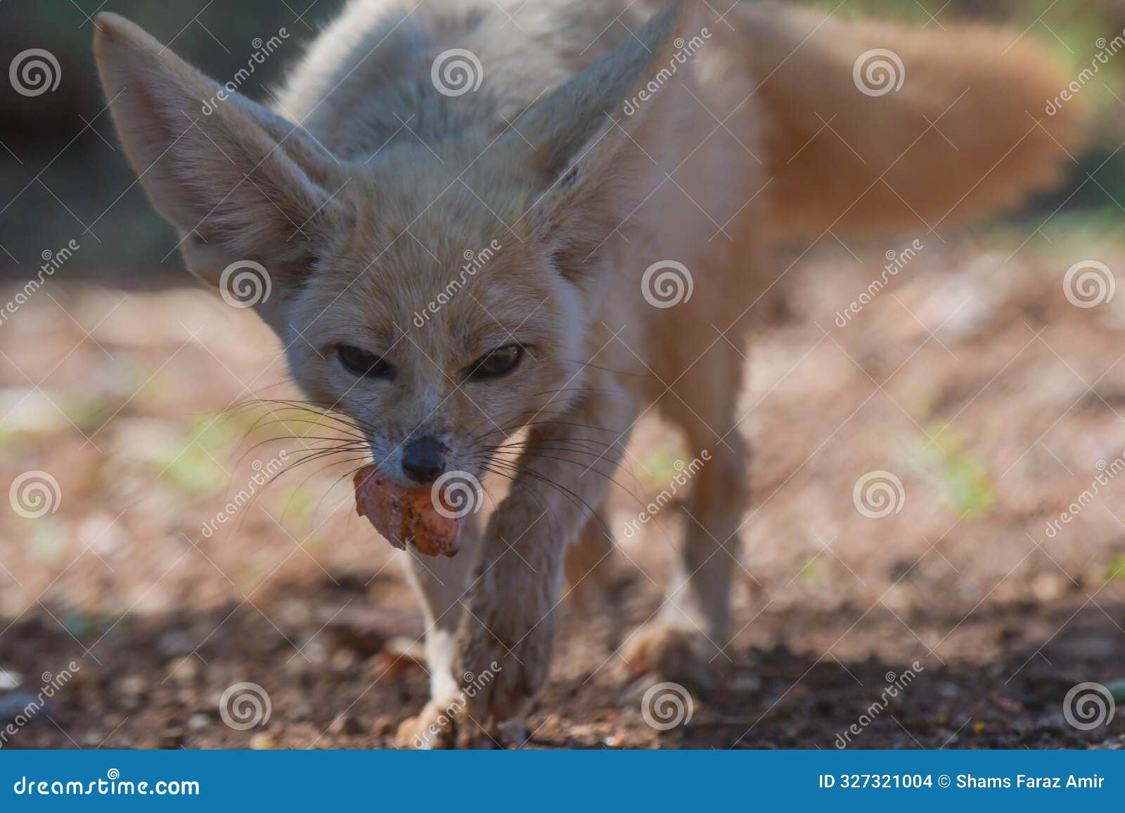 Fennec Fox or Desert Fox Baby Closeup Portrait Stock Photo - Image of ...