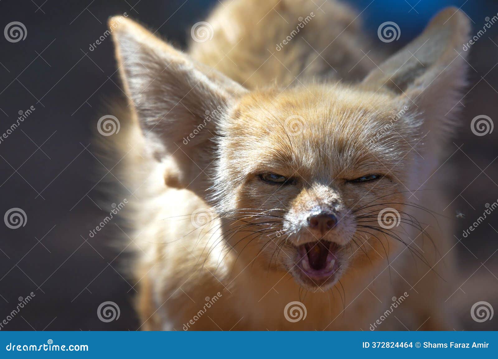 Baby Fennec Fox In Steel Cage Stock Photo | CartoonDealer.com #43489782
