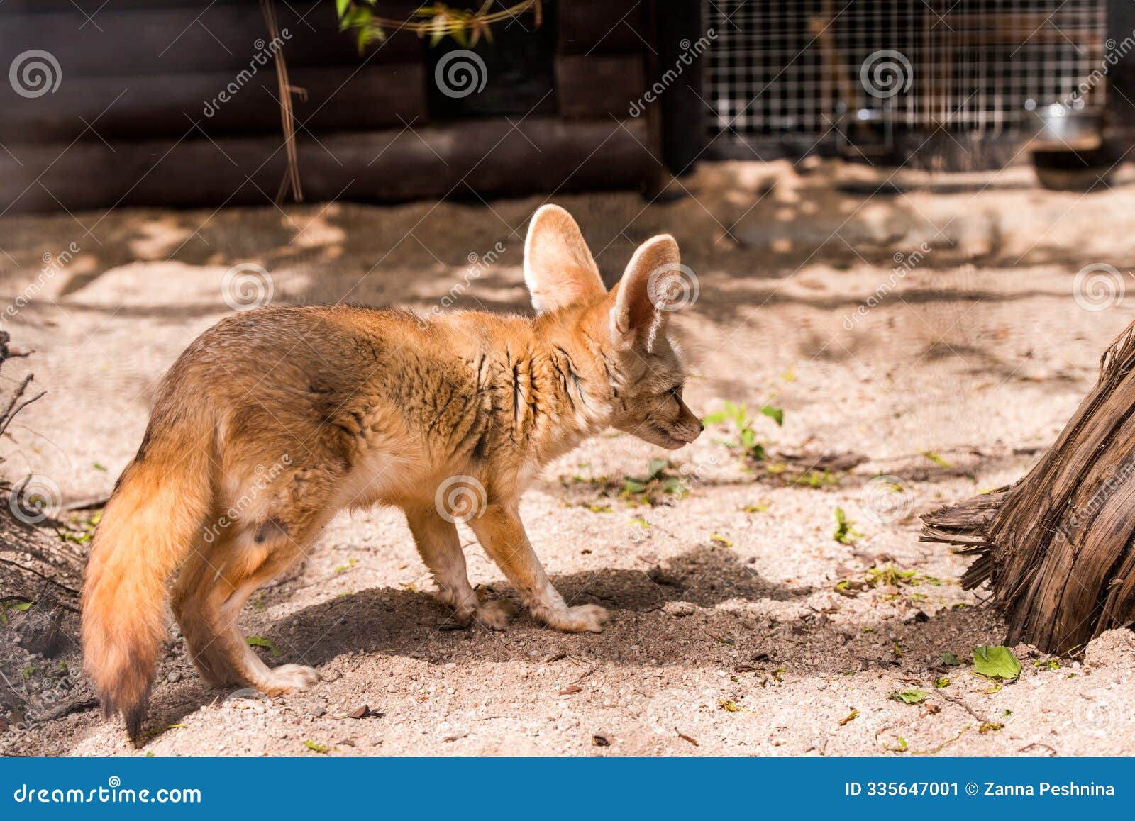 Fennec Fox or Desert Fox, Cute Little Fox in Zoo Stock Image - Image of ...