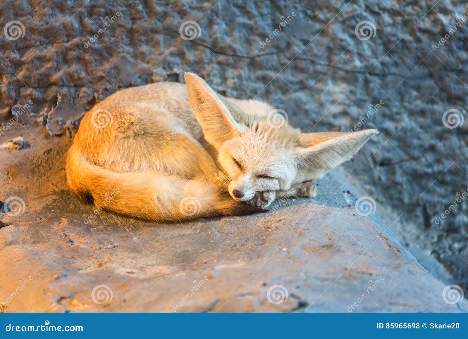 Fennec fox or Desert fox stock photo. Image of zerda - 85965698