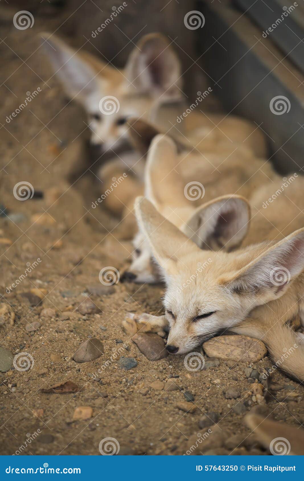 Fennec Fox or Desert Fox Sleeping on the Ground. Stock Photo - Image of ...