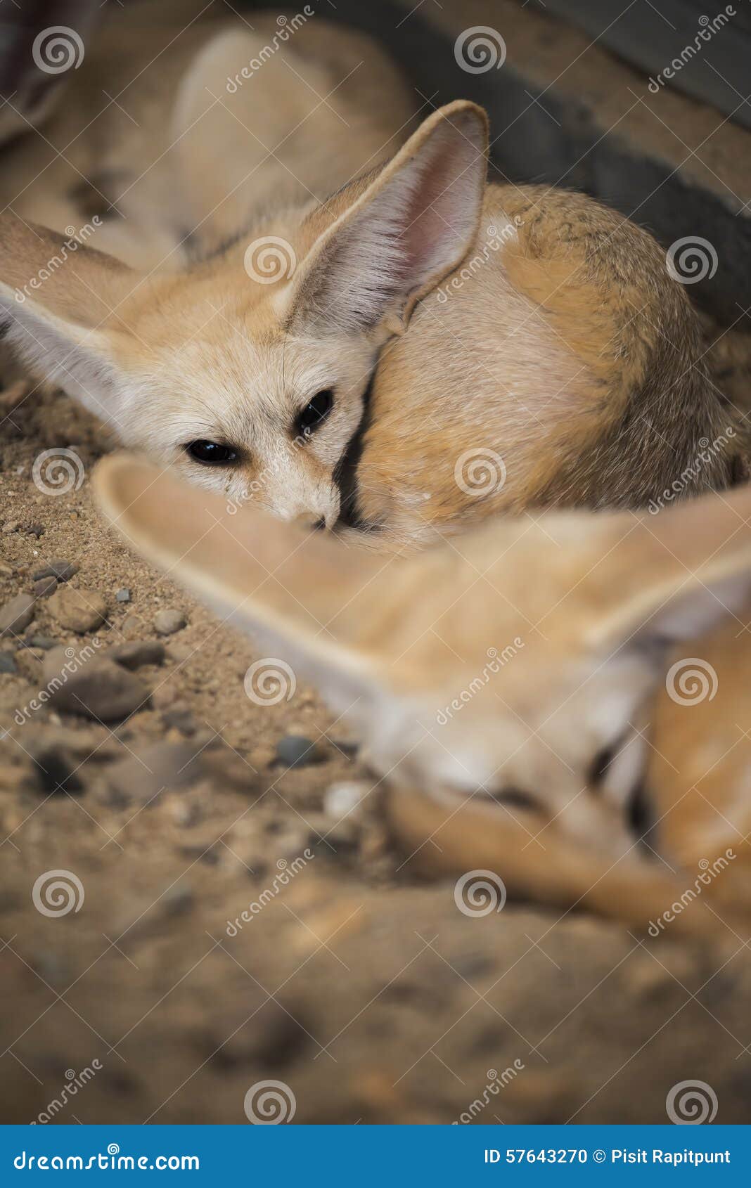 Fennec Fox or Desert Fox Sleeping on the Ground. Stock Photo - Image of ...