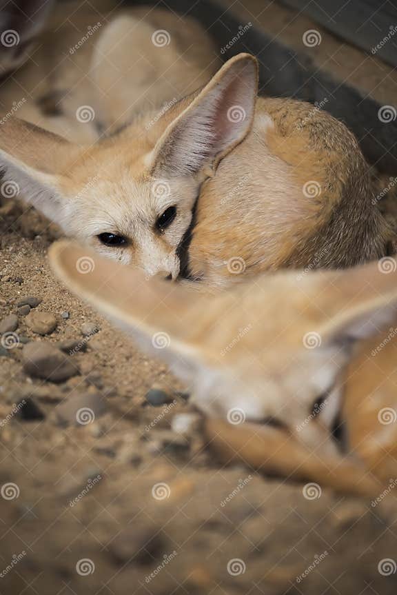 Fennec Fox or Desert Fox Sleeping on the Ground. Stock Photo - Image of ...