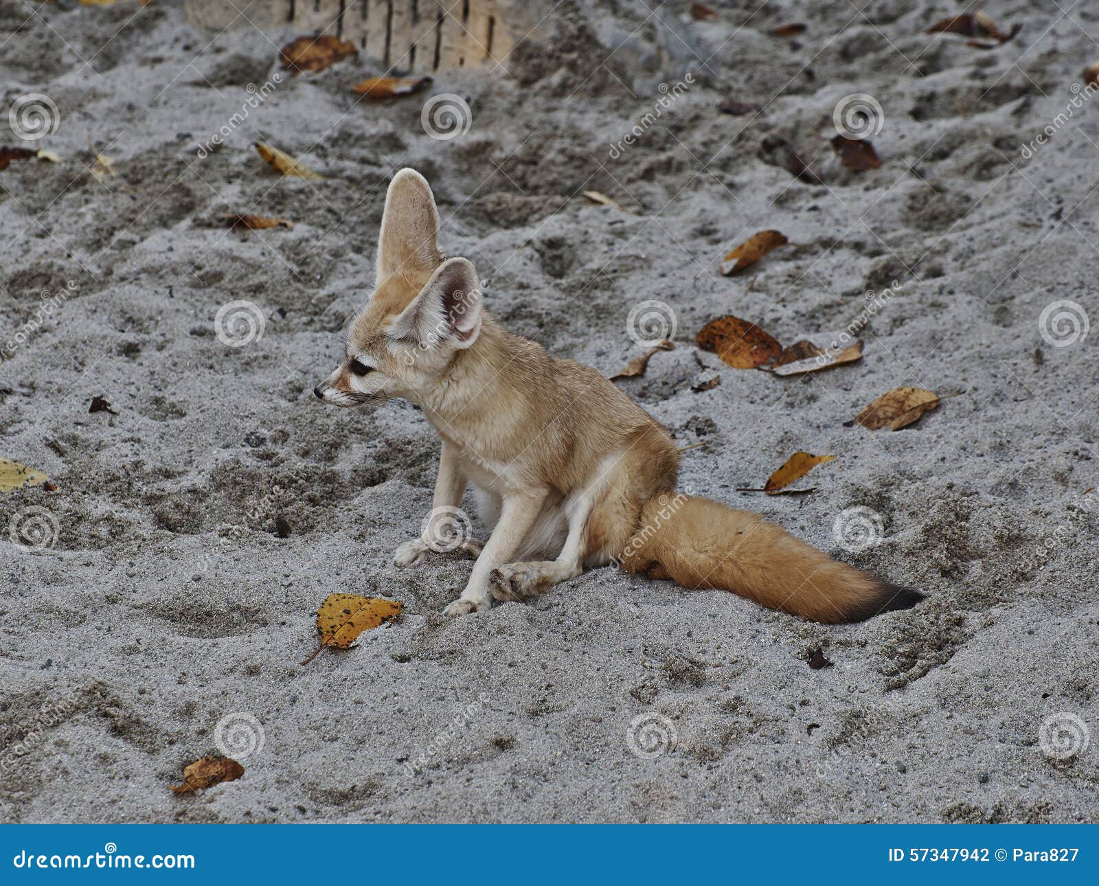 Fennec fox stock photo. Image of korean, exotic, farm - 57347942