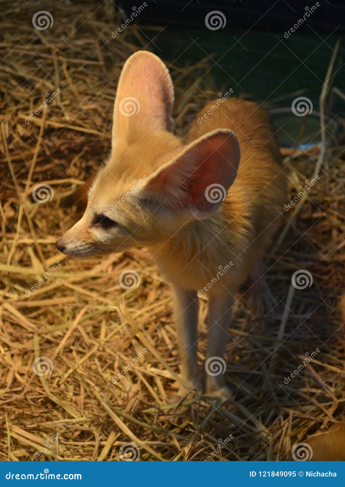 Fennec Fox stock image. Image of straw, brown, stands - 121849095