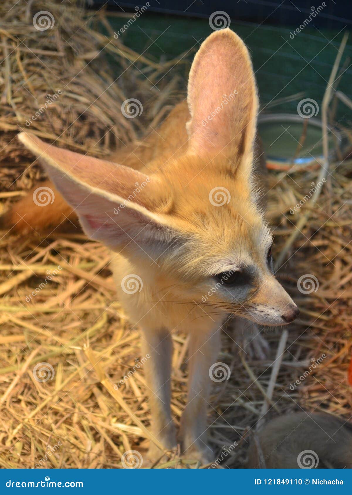 Fennec Fox stock photo. Image of animal, long, small - 121849110