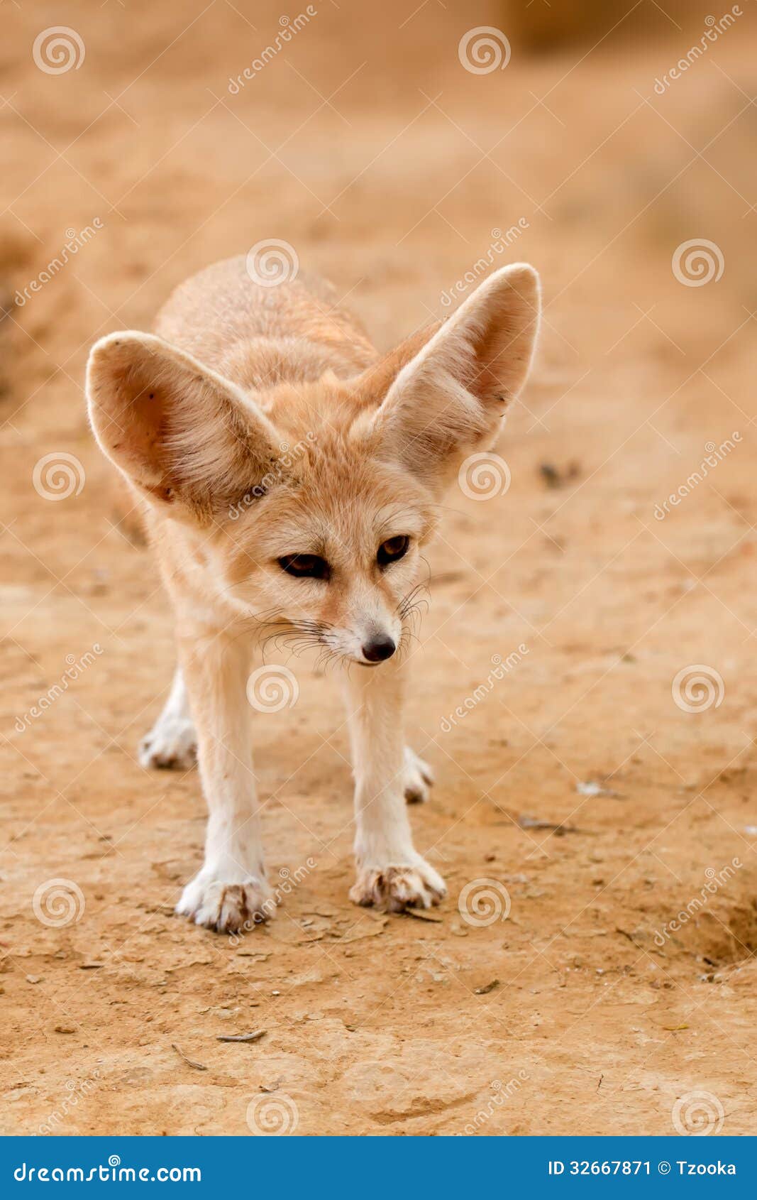 Fennec fox stock image. Image of wild, frontal, long - 32667871
