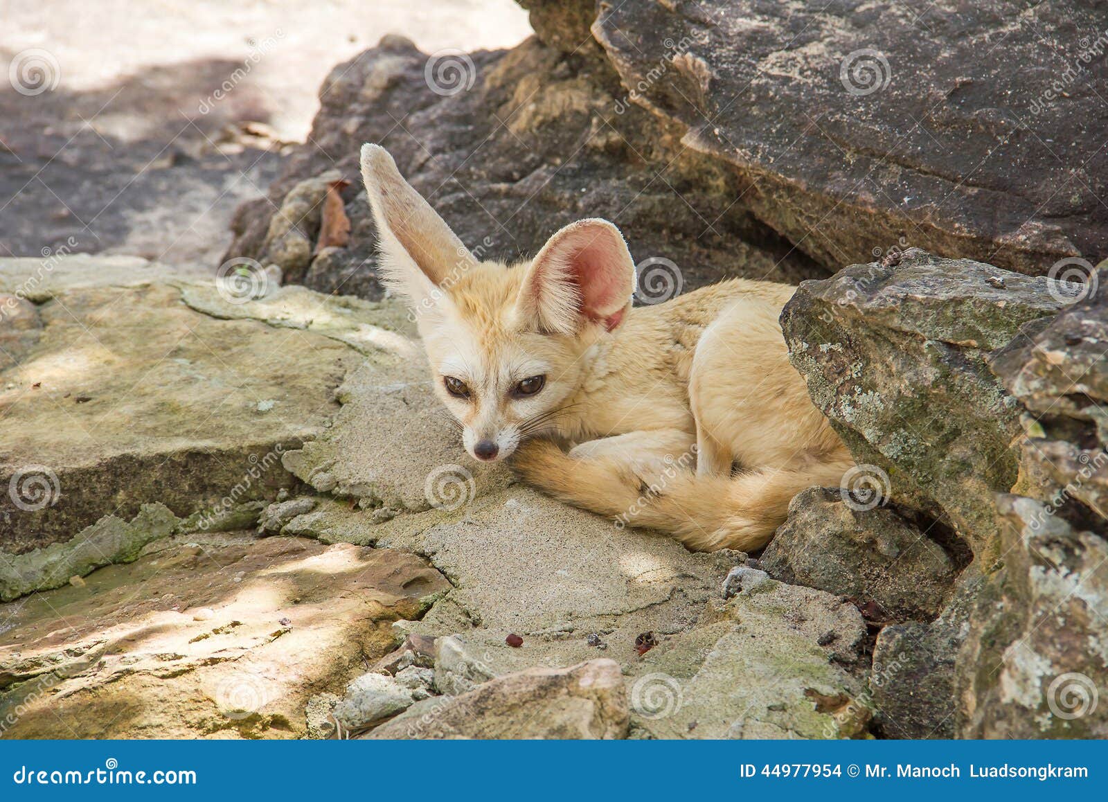 Fennec Fox Predators