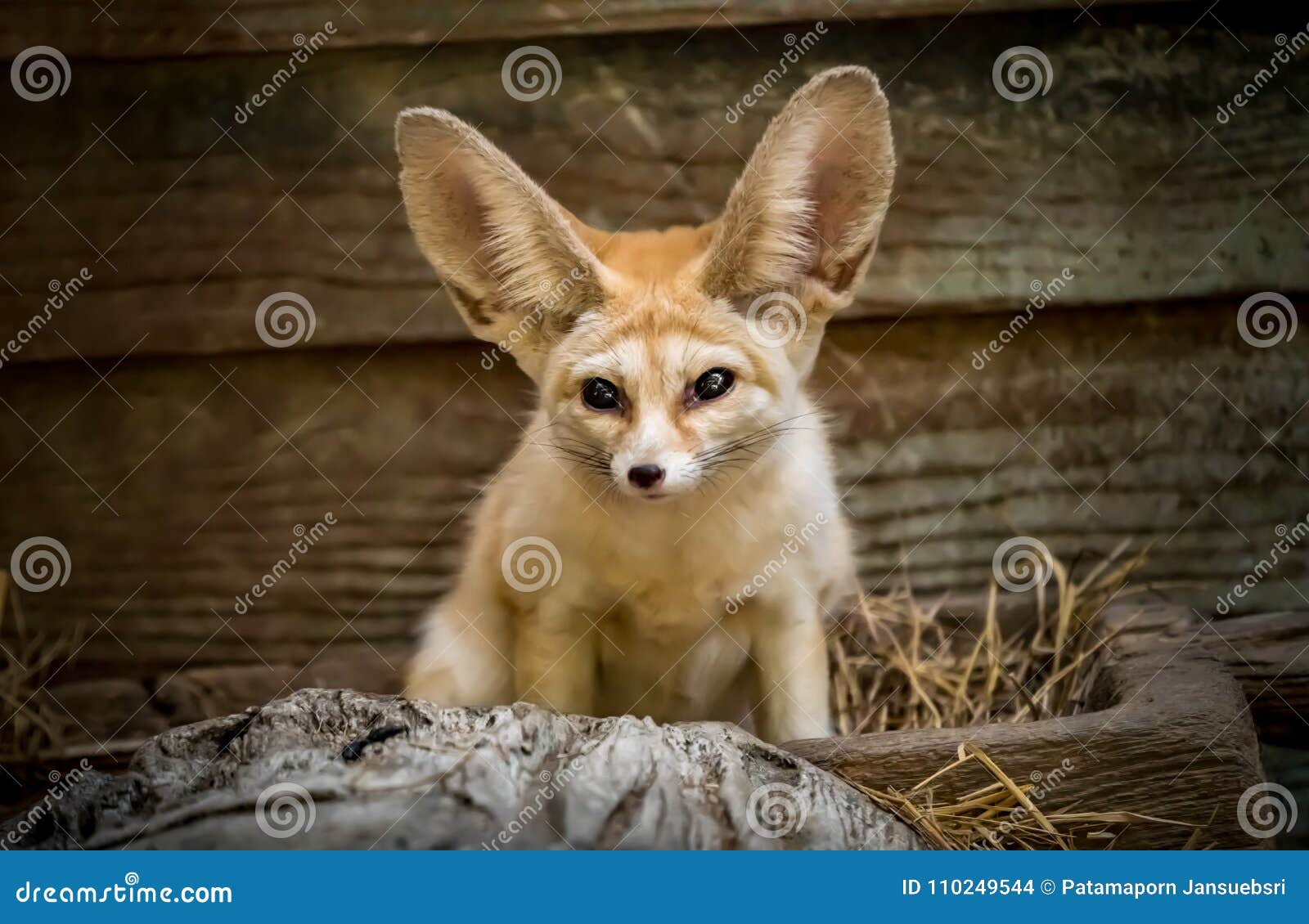 Fennec Fox stock photo. Image of brown, animal, wildlife - 110249544