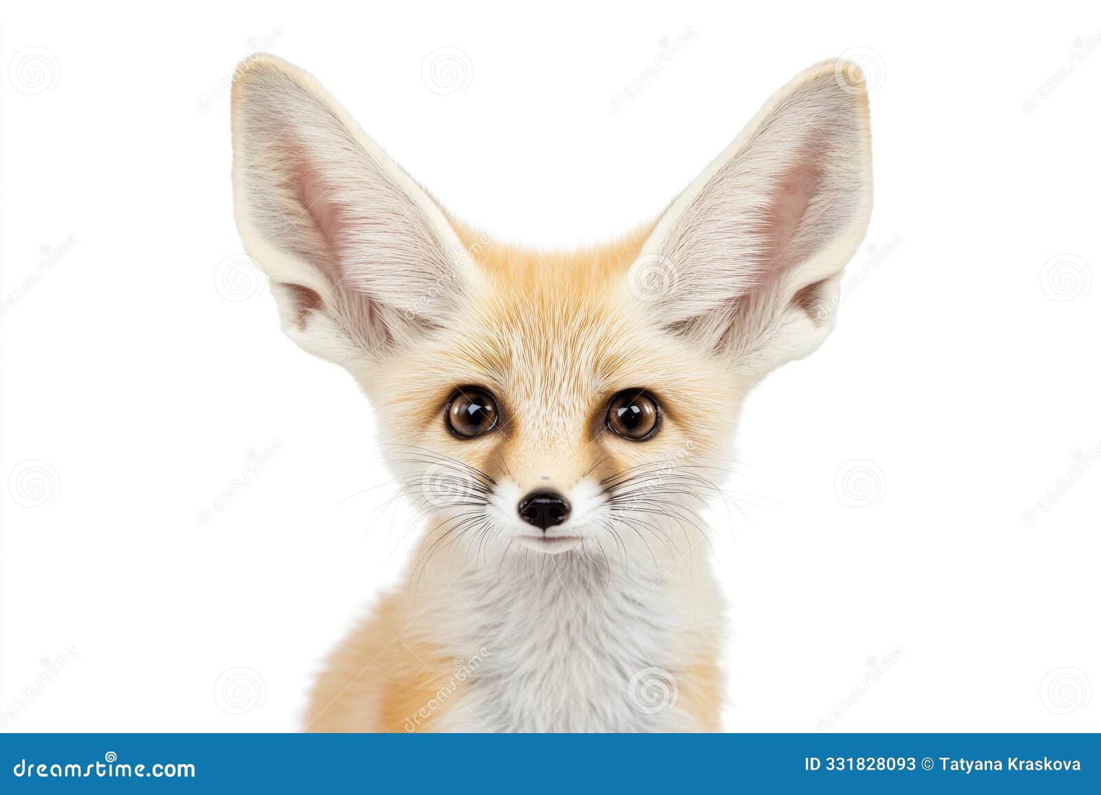A Fennec Fox Isolated on a White Background Stock Illustration ...