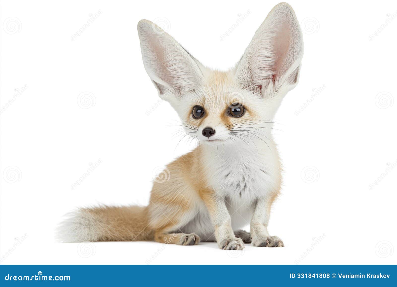 A Fennec Fox Isolated on a White Background Stock Illustration ...