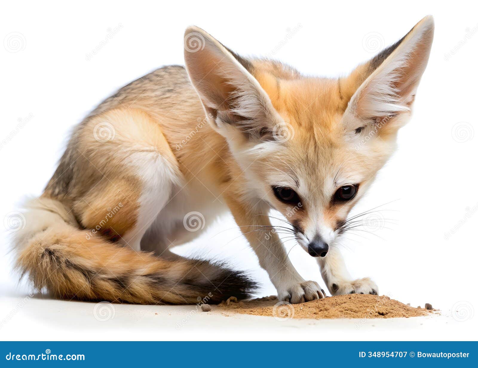 A Fennec Fox Kits Inquisitive Nose Exploring the Sandy Desert Landscape ...