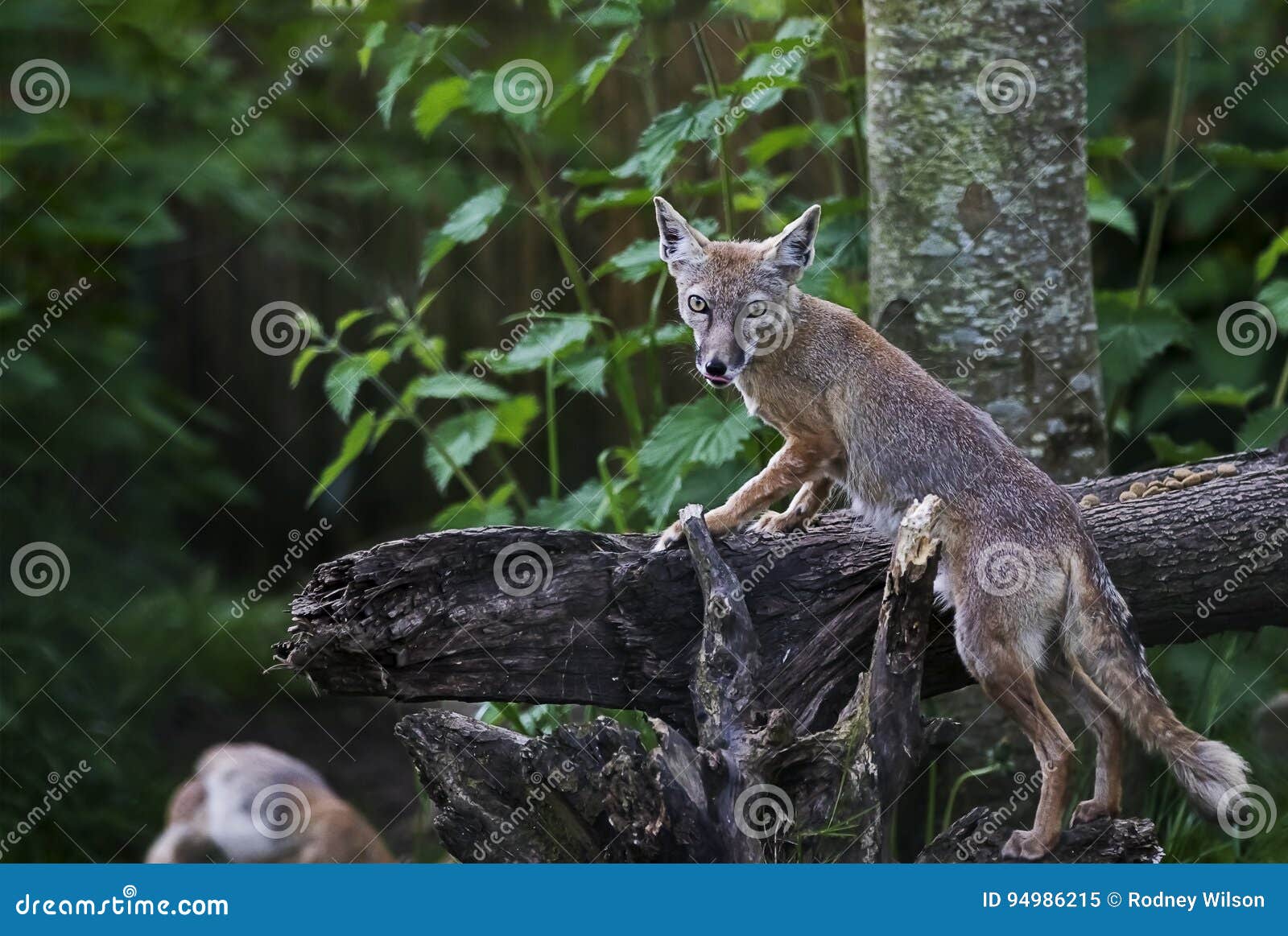 Fennec Fox on a Log stock image. Image of tail, arid - 94986215