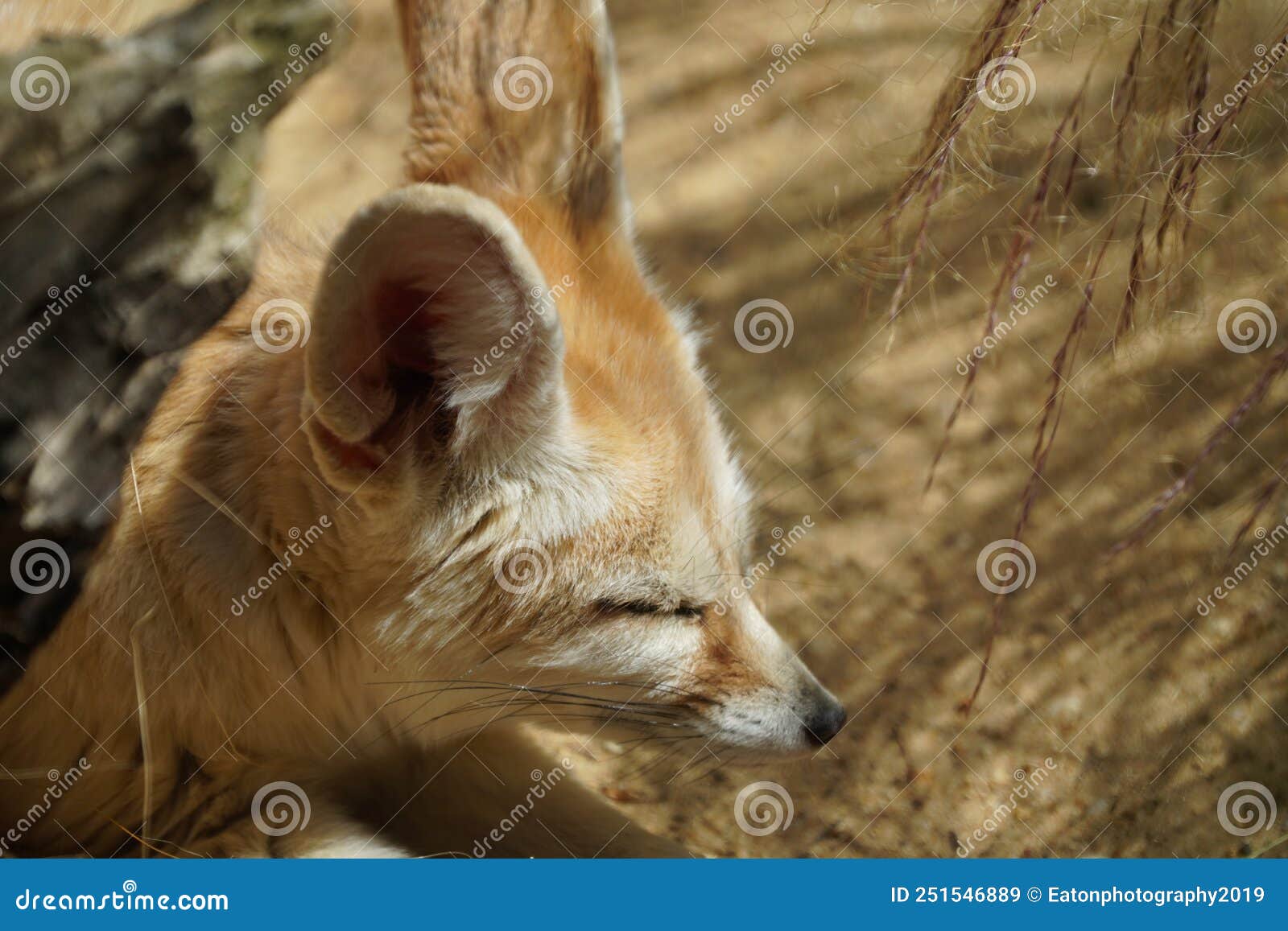 Fennec Fox Looking Out at the World Stock Image - Image of fennec ...