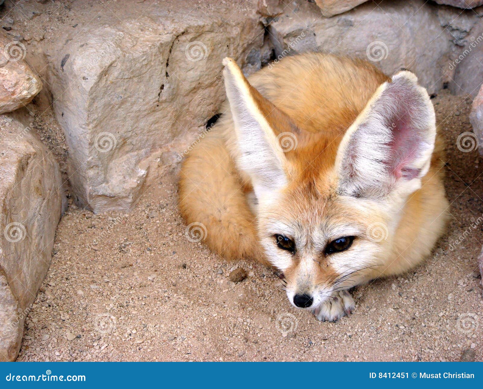 Fennec fox lying stock image. Image of whiskers, vulpes - 8412451