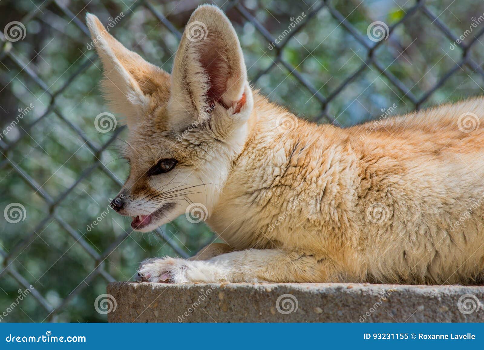 Fennec Fox stock image. Image of canine, carnivore, predator - 93231155