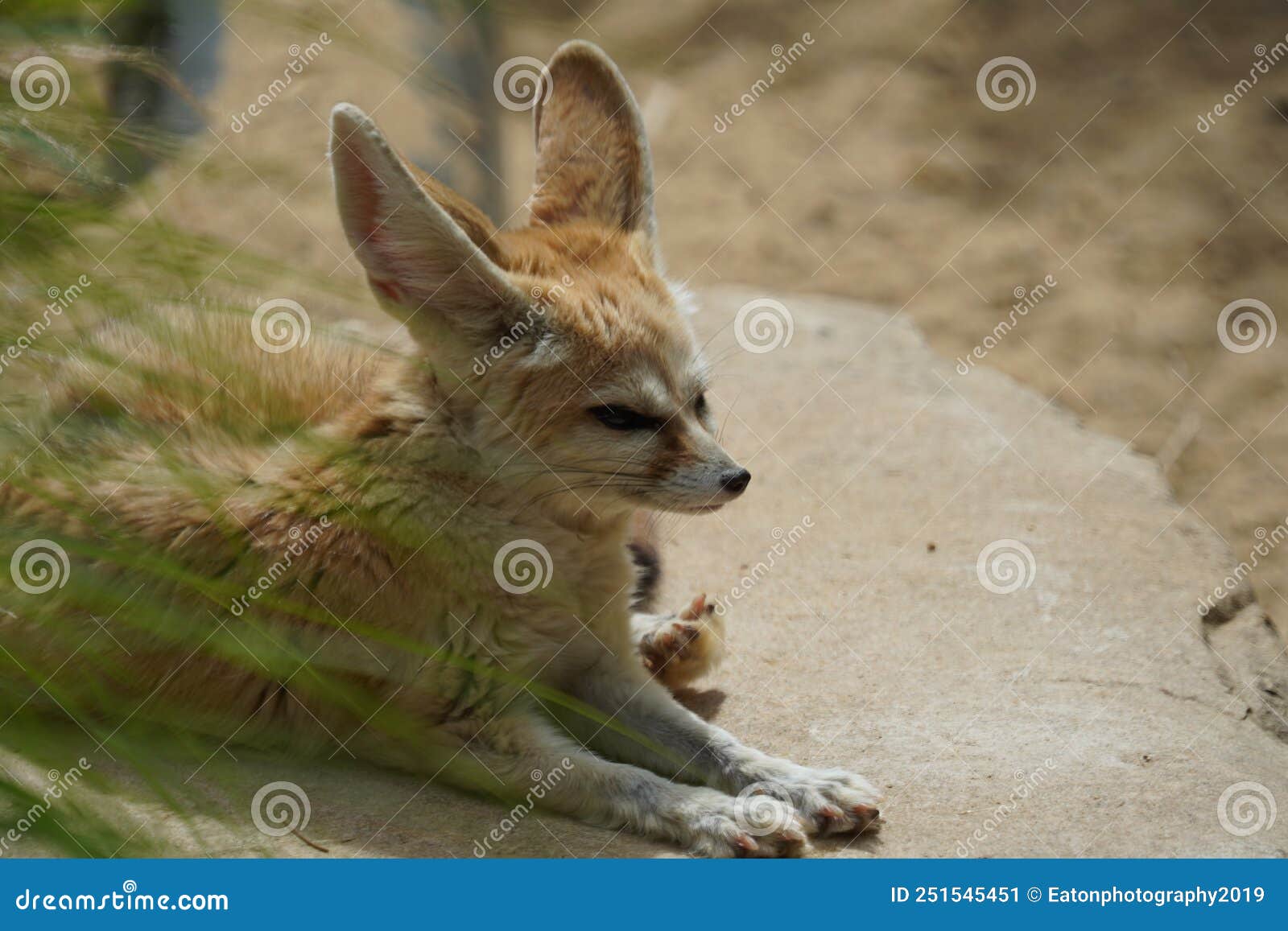 Fennec Fox Regarde Le Monde Image stock - Image du mammifère, renard ...