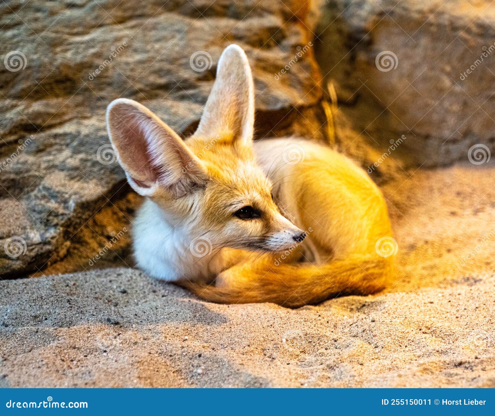 Fennec Fox is Resting but Staying Alert Stock Image - Image of closeup ...