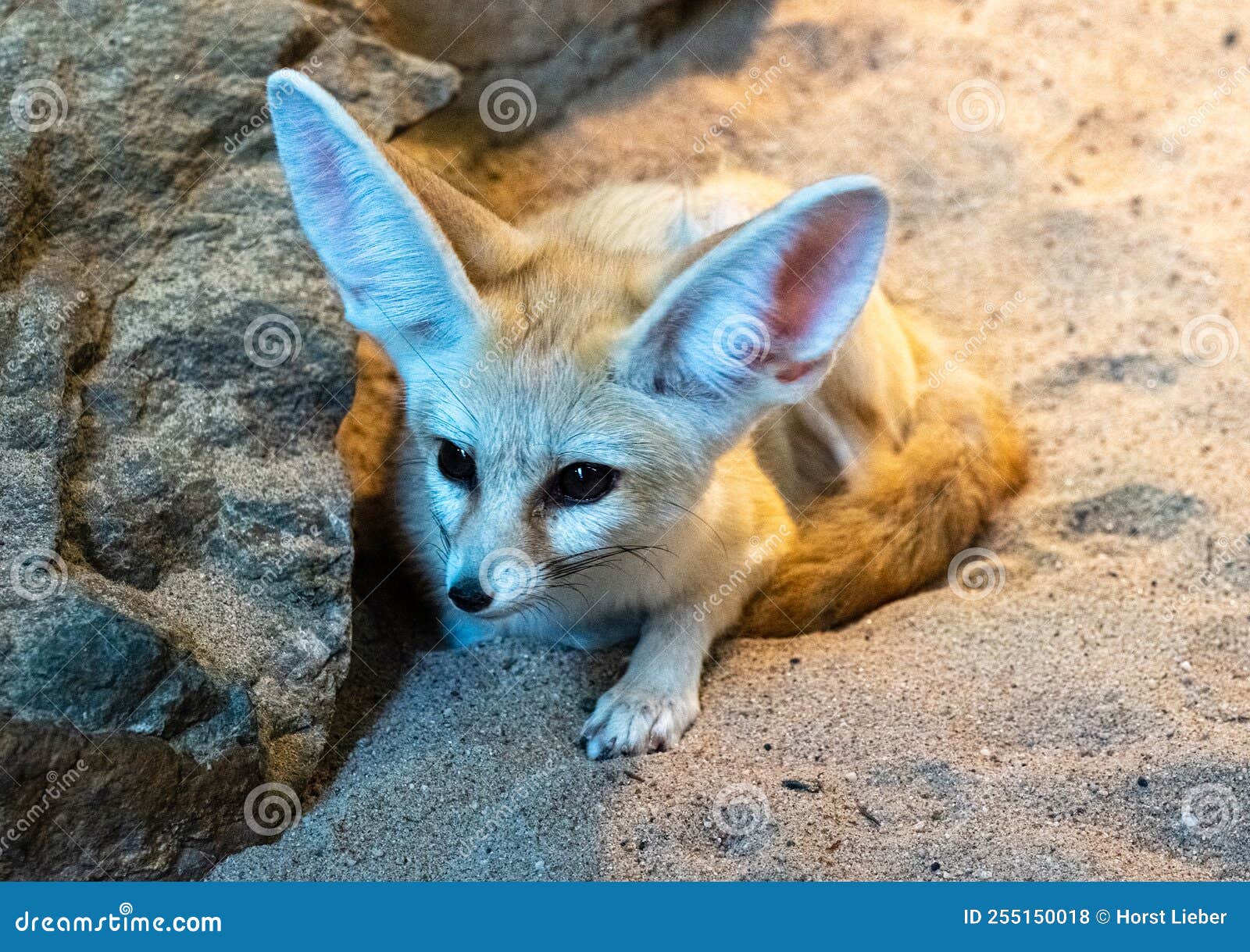 Fennec Fox is Resting but Staying Alert Stock Photo - Image of pointed ...