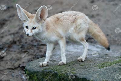 Fennec Fox on the Rock. Desert Fox. Vulpes Zerda Stock Photo - Image of ...
