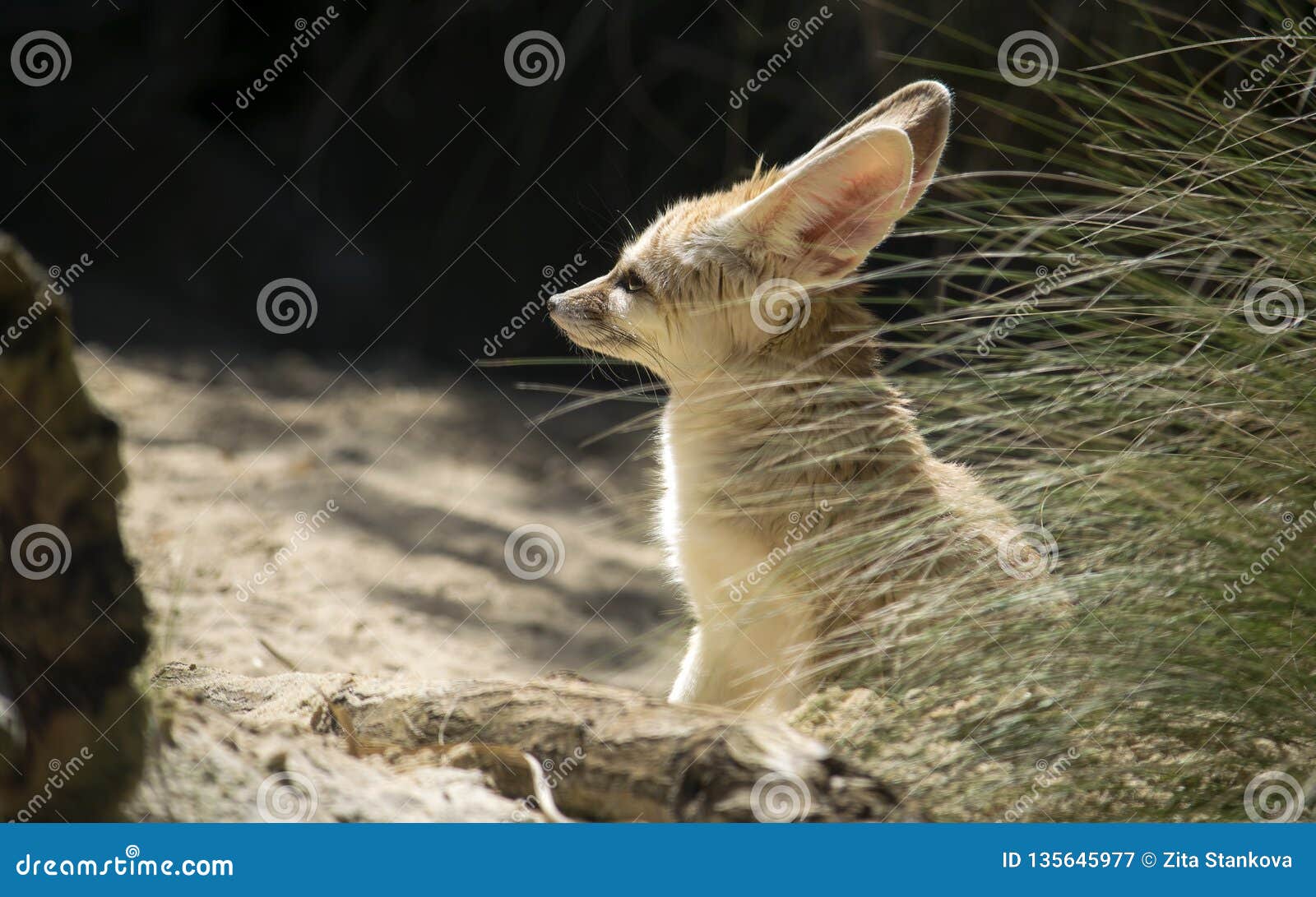 Fennec Fox Sitting Outdoors on the Sunshine Stock Image - Image of ...